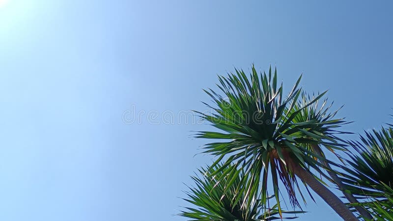 Blue S Sky and Tree S View Wallpaper in Bright Weather Stock Image ...