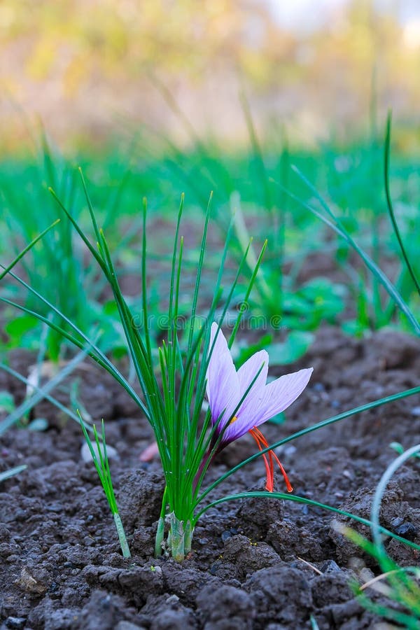 Blue Saffron Flower is Growing on a Field. Stock Photo - Image of ...