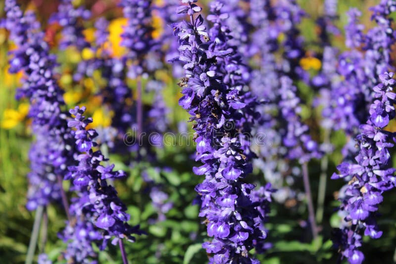 Blue sage stock photo. Image of salviafarinacea, farinacea - 259037338