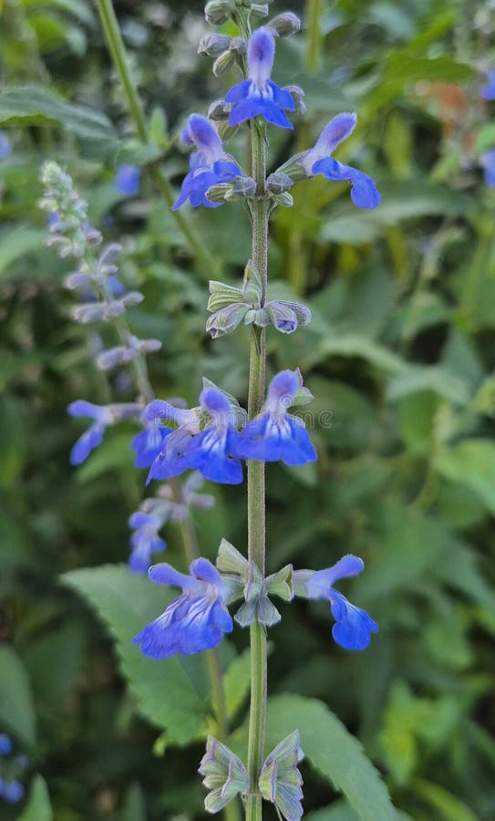 Detail of the Blue Sage or Salvia Azurea Flowers. Stock Photo - Image ...