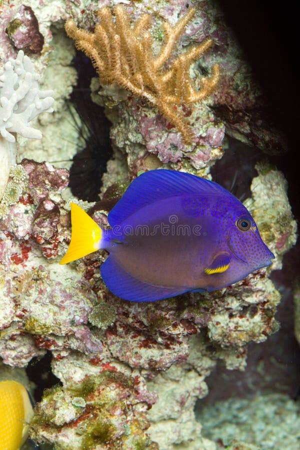 Blue Sail Doctor Fish stock image. Image of tail, swimming - 46925161