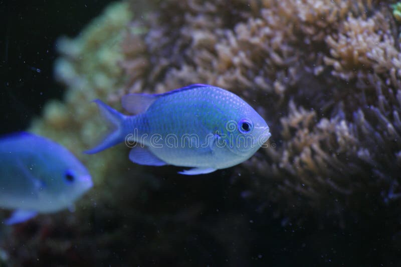 Blue Saltwaer Fish stock photo. Image of fins, salt, blue - 608778