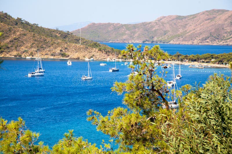 Blue Salty Sea Water Texture and Pine Cone Tree, Datca Turkey Seaside ...