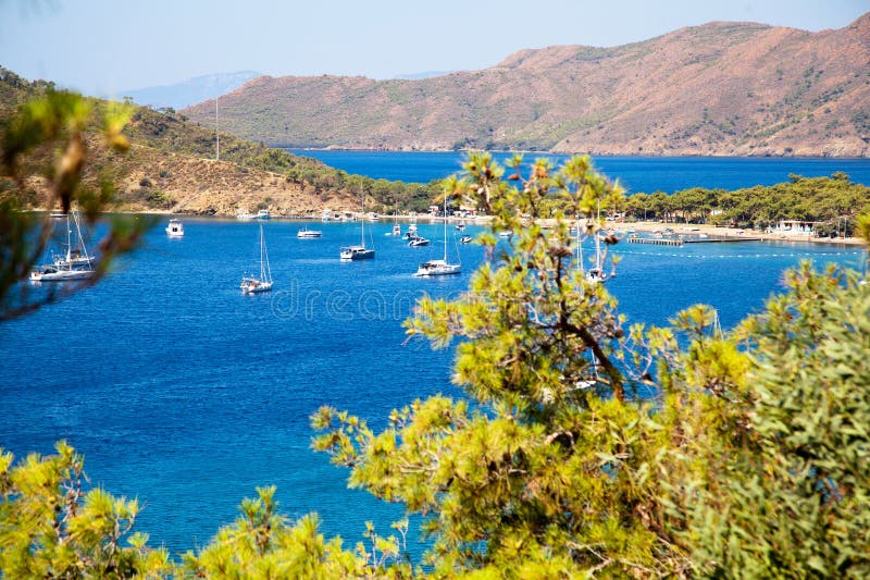Blue Salty Sea Water Texture and Pine Cone Tree, Datca Turkey Seaside ...