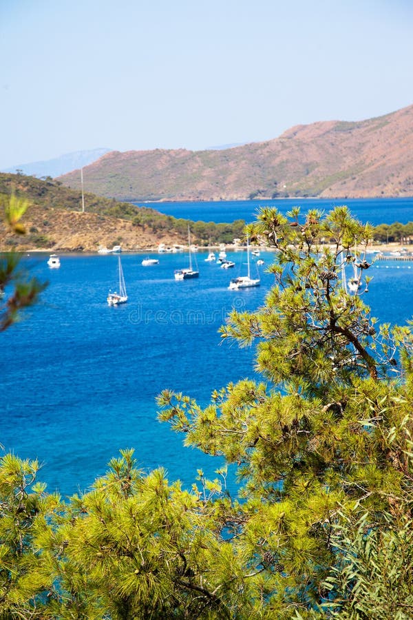 Blue Salty Sea Water Texture and Pine Cone Tree, Datca Turkey Seaside ...