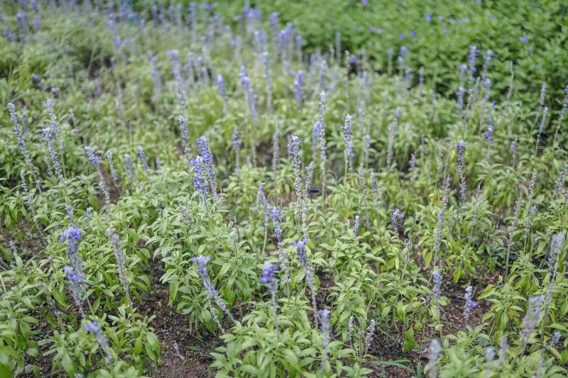 The Blue Salvia, Salvia Flower in the Garden Stock Image - Image of ...