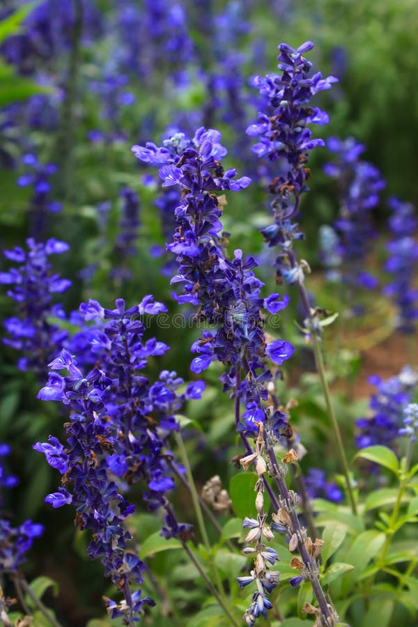 Blue Salvia flower stock image. Image of bloom, salvia - 60671127