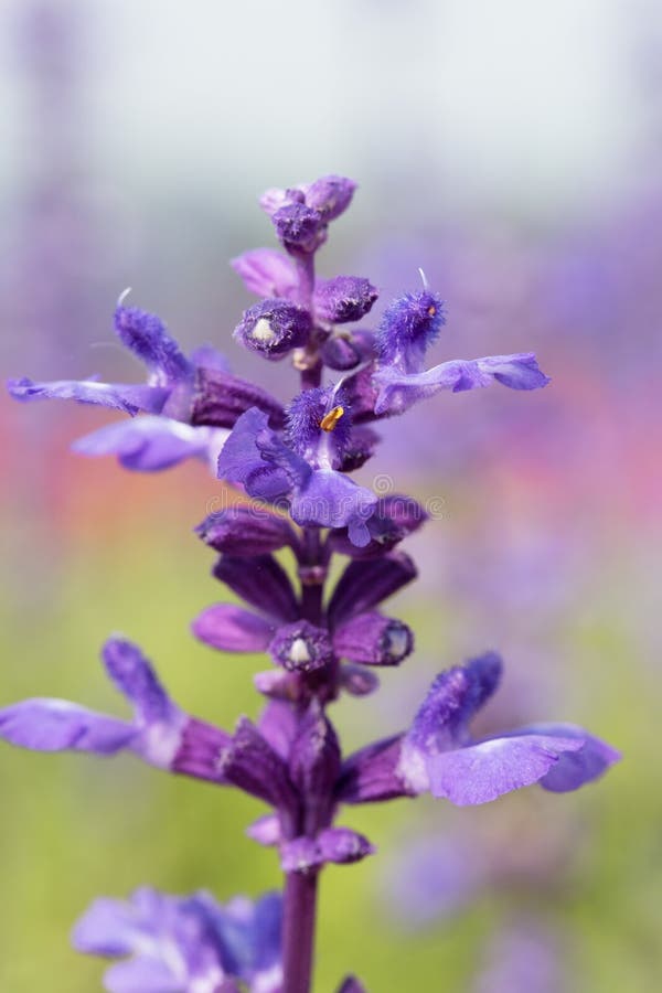 Blue Salvia Flower in Garden Stock Image - Image of floral, spring ...