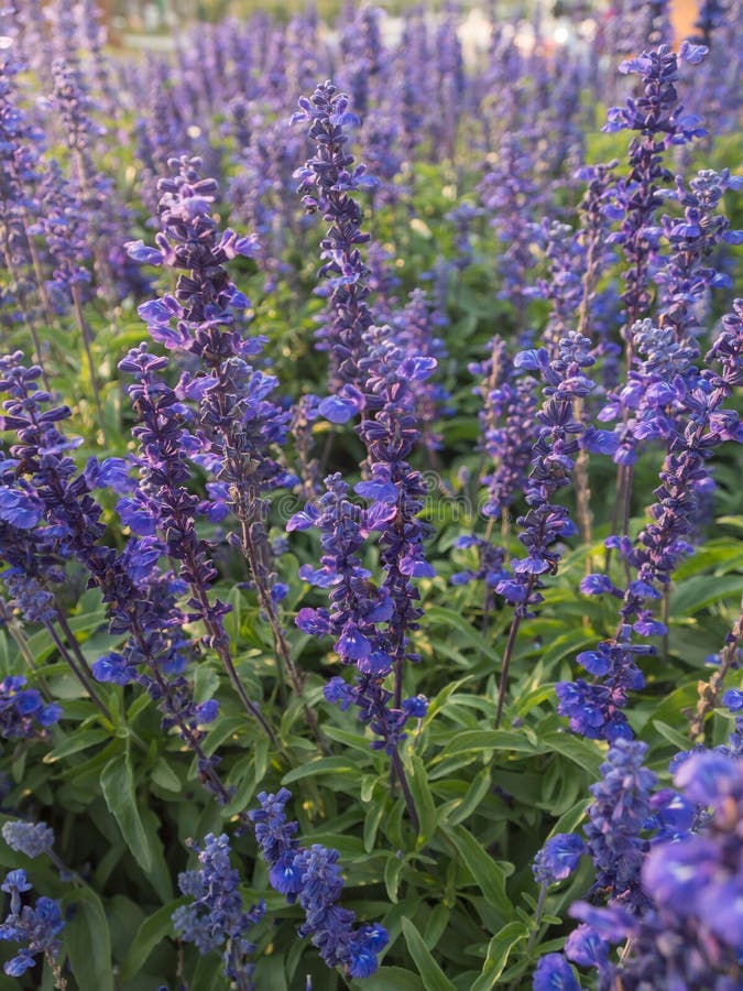 Blue Salvia,Salvia Flower In Garden Stock Photo - Image of detail ...