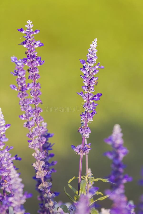 Blue Salvia flowers stock photo. Image of salvia, natural - 46986310