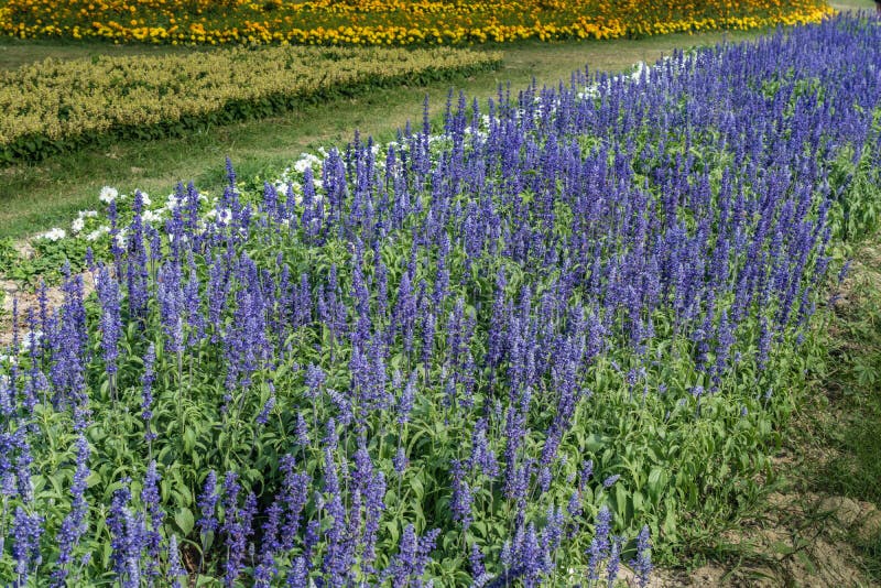 Blue salvia flowers stock image. Image of meadow, fresh - 85743981