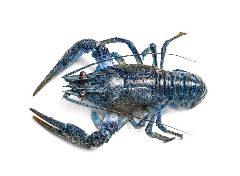 356 Blue Crawfish White Background Stock Photos - Free & Royalty-Free ...