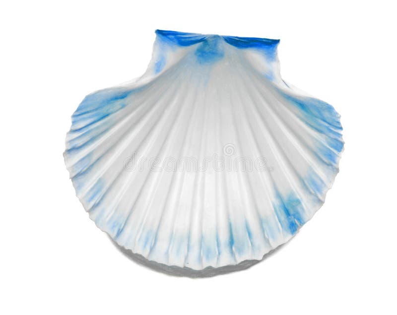 Blue scallop stock illustration. Illustration of santiago - 48232288