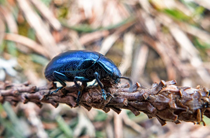 Blue scarab on the ground stock image. Image of macro - 78424349