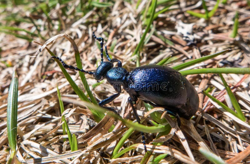 Blue scarab on the ground stock image. Image of scarabs - 78424483