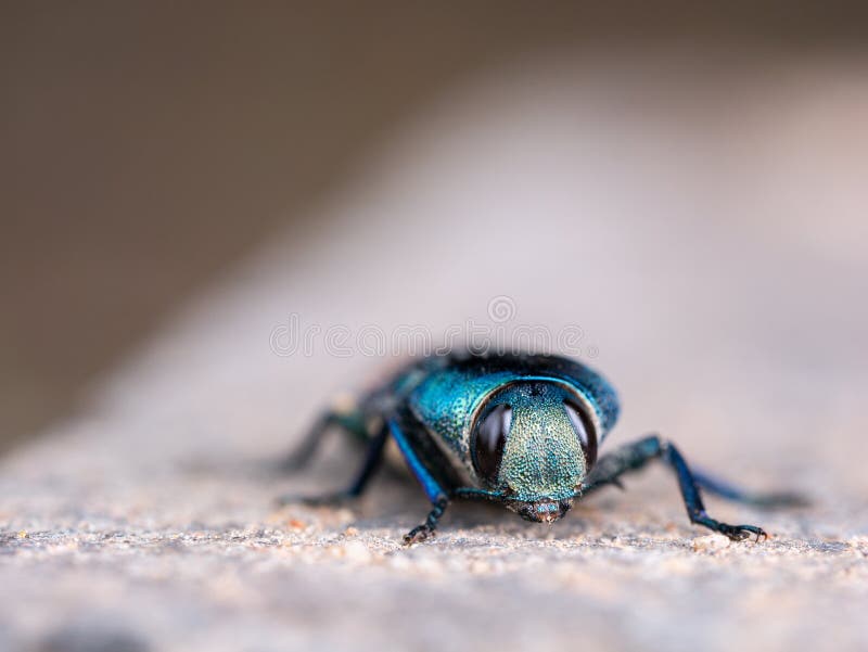 Blue Scarab was Still stock photo. Image of invertebrate - 164808648