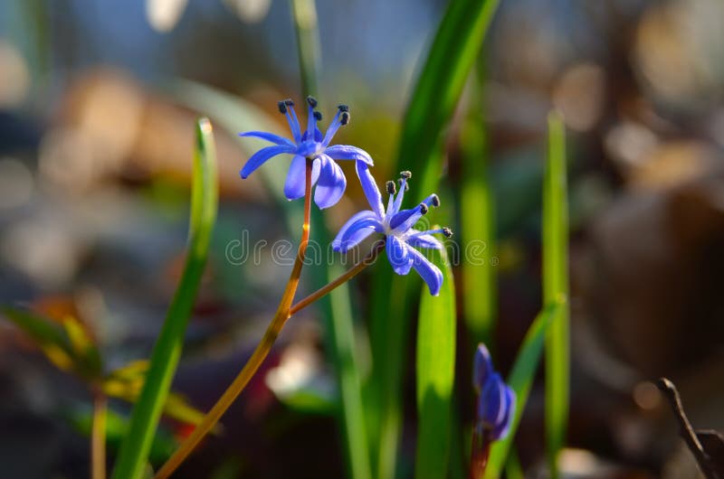 Blue Flower Scilla Bifolia Blooms in Early Spring in the Forest Stock ...