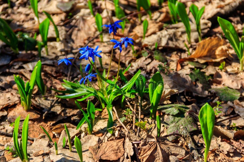 Blue Scilla Flower (Scilla Bifolia) or Squill in Forest on Spring Stock ...