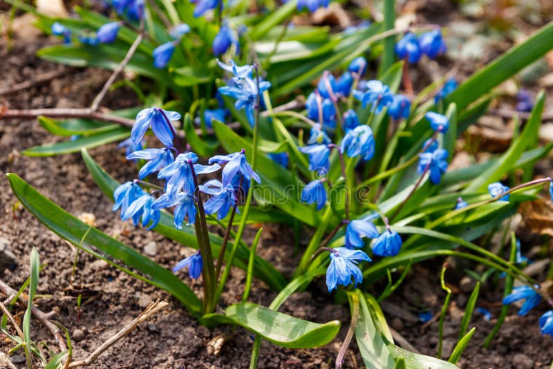 Blue Scilla Flowers Scilla Siberica or Siberian Squill Stock Photo ...