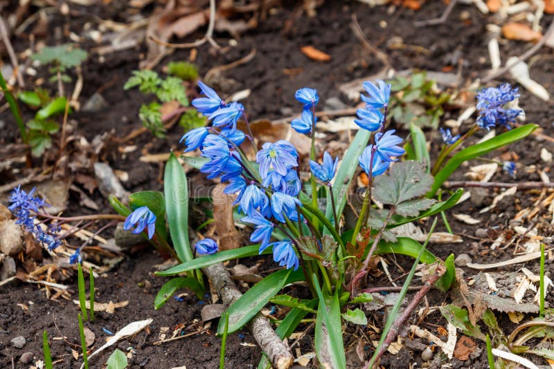Blue Scilla Flowers Scilla Siberica or Siberian Squill Stock Photo ...