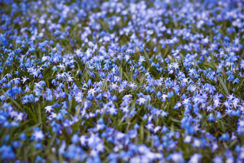 Blue Scilla siberica stock photo. Image of yellow, siberica - 29450256