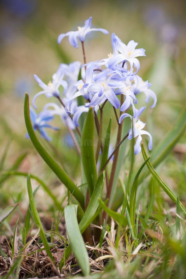 Blue Scilla siberica stock photo. Image of yellow, siberica - 29450256