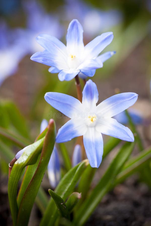 Blue Scilla siberica stock image. Image of april, lawn - 29450215