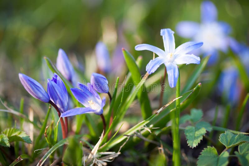 Blue Scilla siberica stock photo. Image of yellow, siberica - 29450256