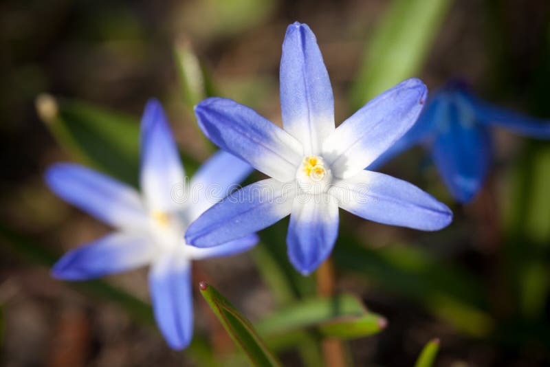 Blue Scilla siberica stock photo. Image of yellow, siberica - 29450256