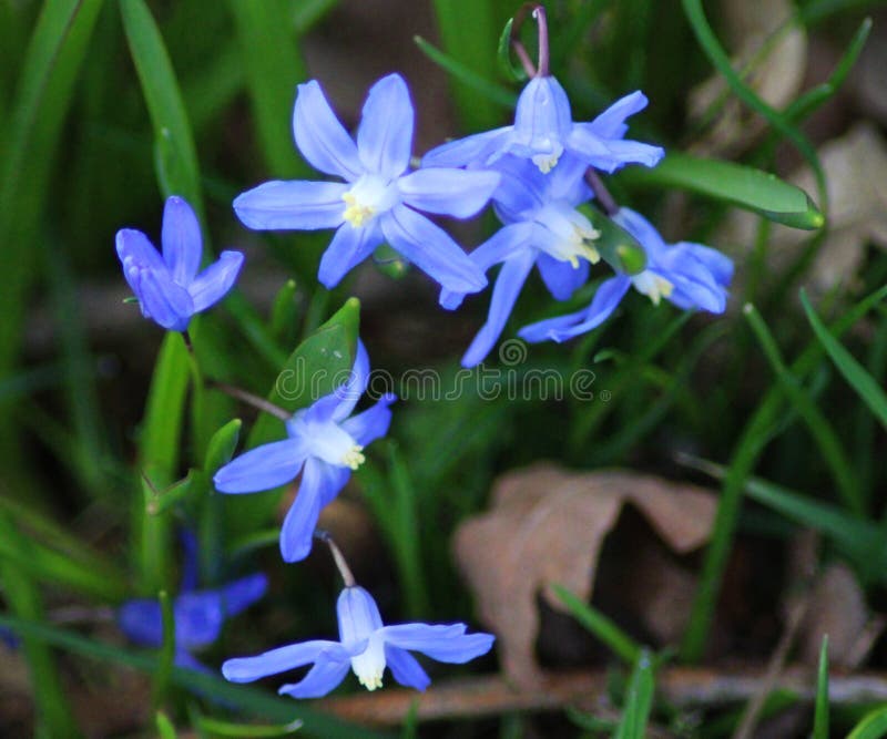 Blue Scilla Siberica Flower Stock Image - Image of grass, lawn: 89598179