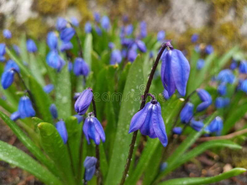 Blue Scilla Spring Flowers in Rain Stock Image - Image of blue, prairie ...