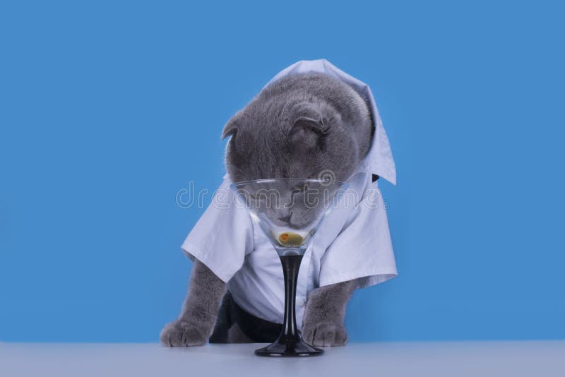 Cat Drinking Martini Stock Photos - Free & Royalty-Free Stock Photos ...