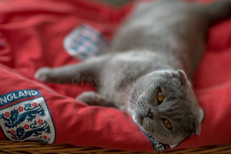 Blue Scottish Fold Cat Lays on a Red Carpet Stock Image - Image of ...