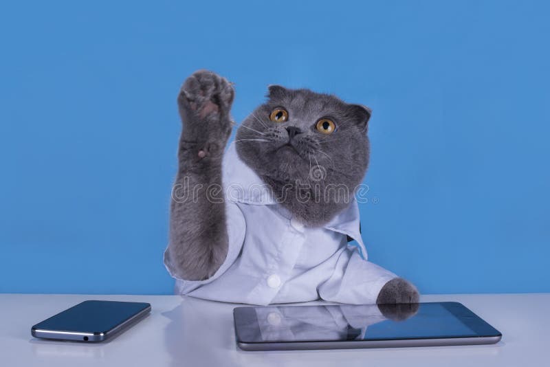 Blue Scottish Fold Cat with Tablet and Phone Stock Photo - Image of ...