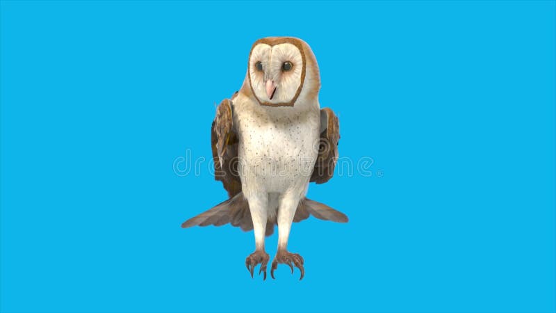 Blue Screen Barn Owl Bronze Loop Birds 3D Animations Rendering Stock ...