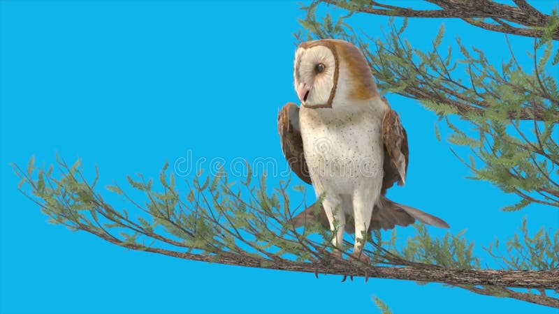 Blue Screen Barn Owl Bronze Loop Birds, Tree 3D Animations Rendering ...