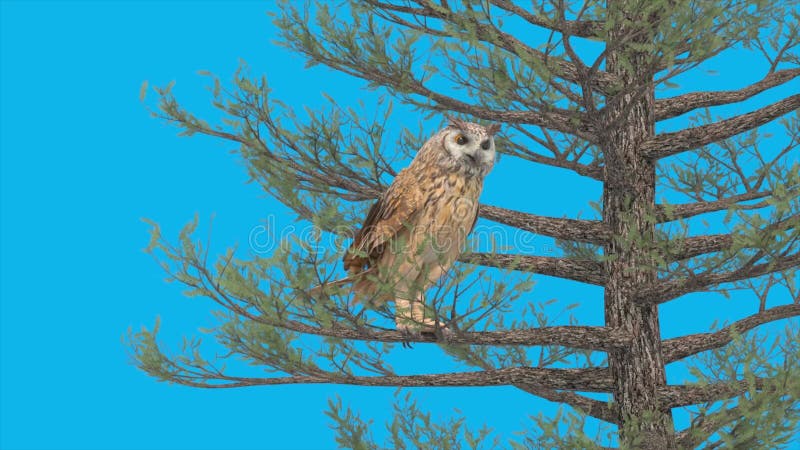 Blue Screen Eagle Owl Start Loop Side Birds, Tree 3D Animations ...