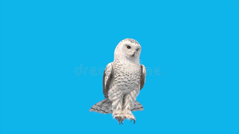 Blue Screen Snow Owl Enter Exit Bronze Birds, 3D Animations Rendering ...