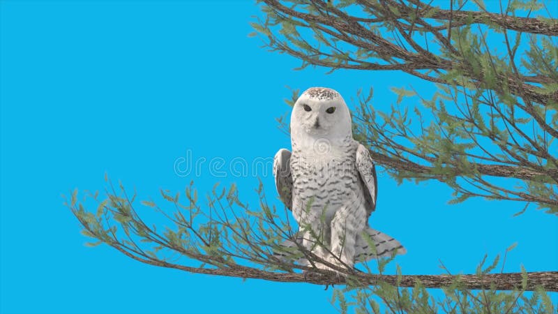 Blue Screen Snow Owl Enter Exit Bronze Birds, Tree 3D Animations ...
