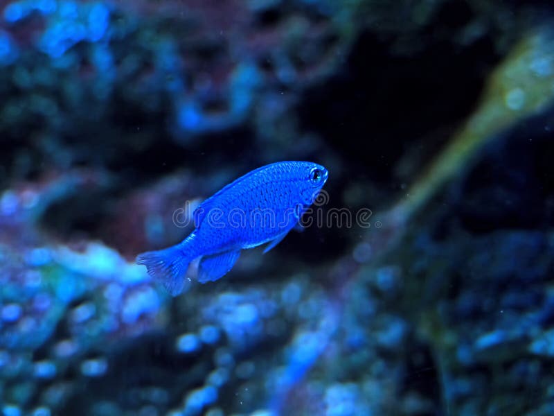 Blue Sea Fish on Blurred Coral Reef Background Stock Image - Image of ...