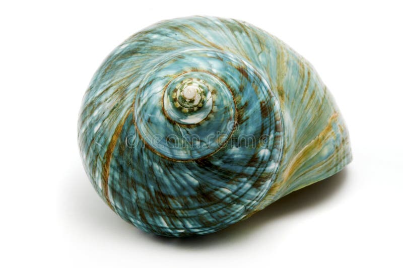 Blue Sea Shell stock photo. Image of life, marine, shell - 9004266