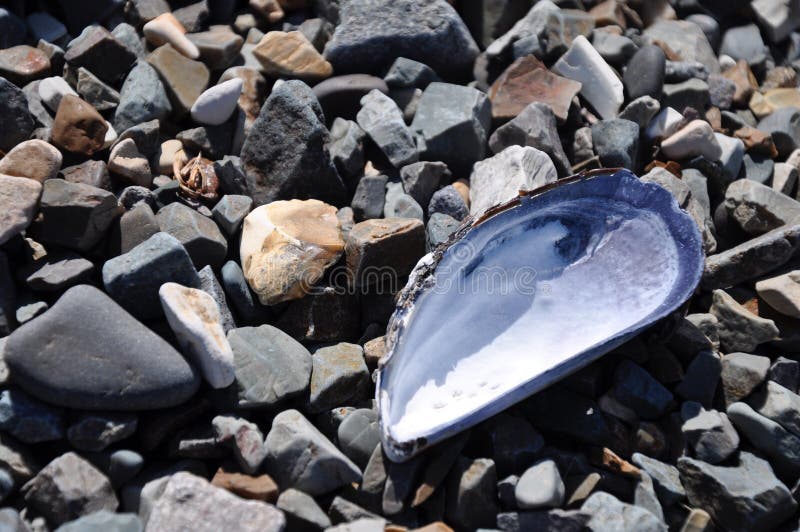 Blue Sea Shell stock image. Image of rocks, blue, ocean - 79340143