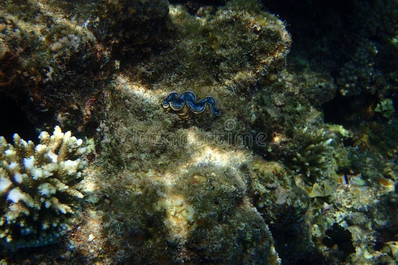 Blue sea shell stock photo. Image of tangan, fingers - 350391924