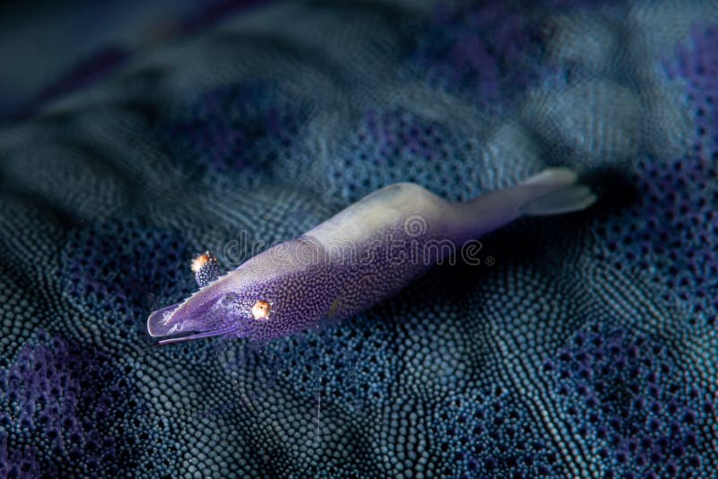 Blue Sea Star Commensal Shrimp Stock Image - Image of environment, asia ...