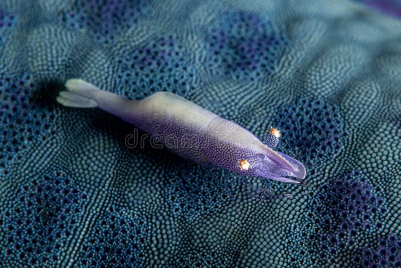 Blue Sea Star Commensal Shrimp Stock Photo - Image of life, adventure ...