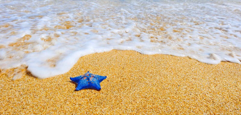 Blue Sea Star at the Sand Beach Stock Photo - Image of fish, leisure ...
