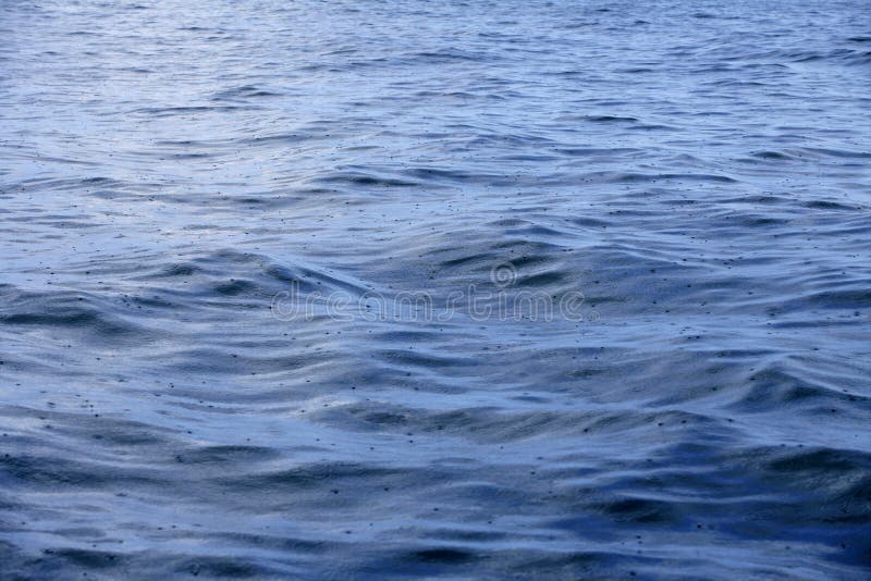 Blue Sea Surface on Rainy Day Rain Falling Stock Image - Image of ...
