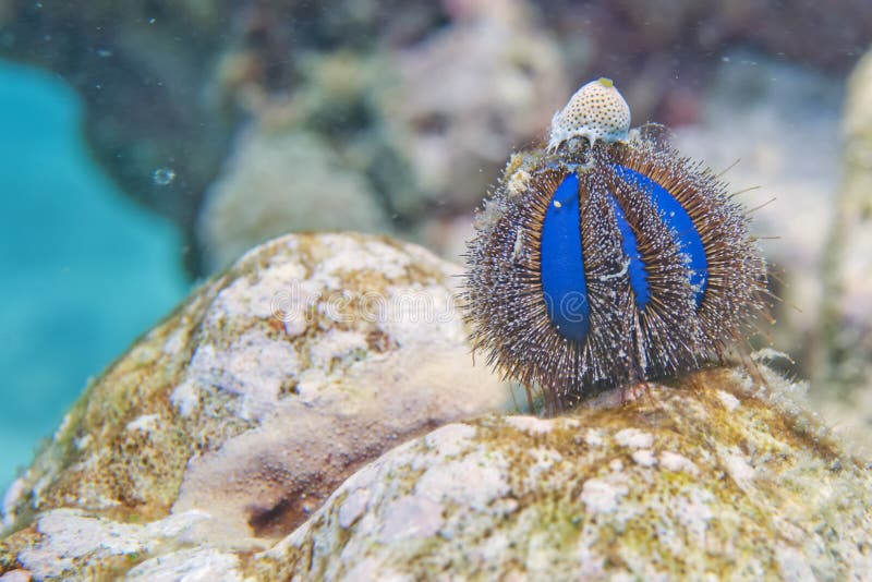 An Blue Sea Urchin while Climbing on a Rock Stock Image - Image of ...