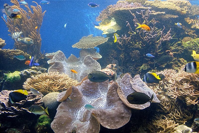 Fish in Clear Water Swim Under the Surface of the Water Stock Photo ...