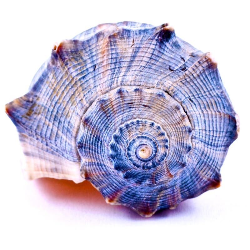 Blue Seashell stock photo. Image of marine, background - 12769122